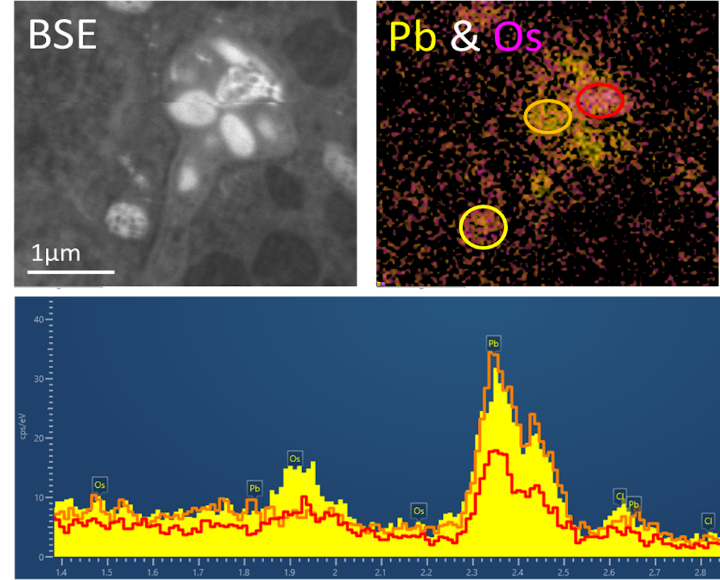 Using EDS for imaging ultrastructure: Colour EM - Nanoanalysis - Oxford Instruments